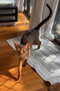 Abyssinian kittens | Abyssinian cats | Swift Abyssinians