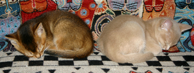 Abyssinian kittens | Abyssinian cats | Swift Abyssinians