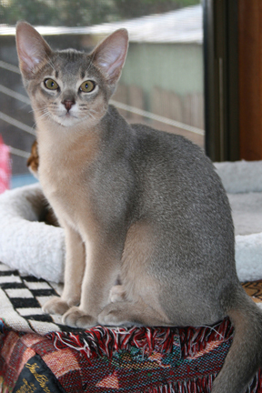 Abyssinian cats