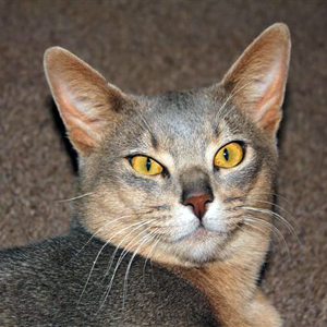 Abyssinian cats