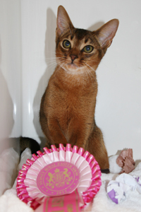 Abyssinian cats