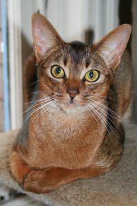 Abyssinian cats