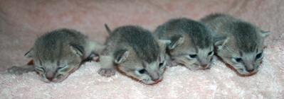 Abyssinian kittens | Abyssinian cats | Swift Abyssinians