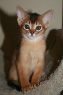 Abyssinian kittens | Abyssinian cats | Swift Abyssinians