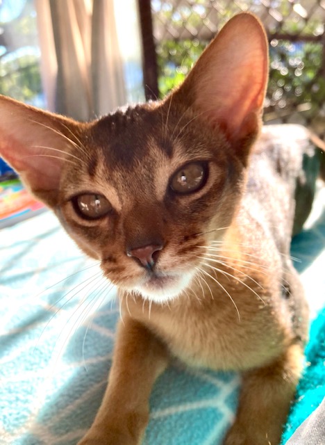 Abyssinian kittens | Abyssinian cats | Swift Abyssinians