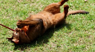 Abyssinian kittens | Abyssinian cats | Swift Abyssinians